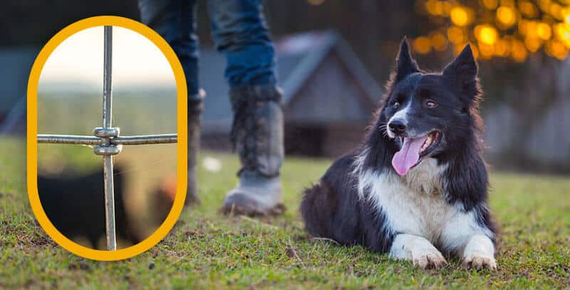 What to consider before installing a dog proof fence