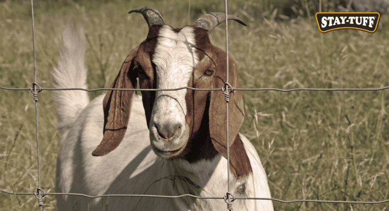 How to Build a Goat Fence - Stay Tuff Fence