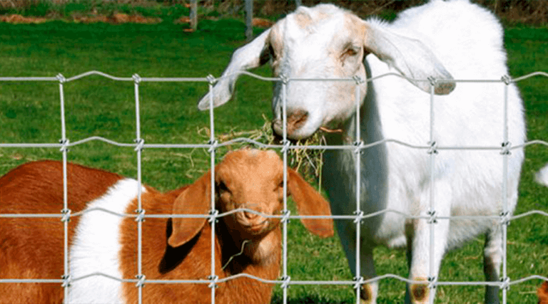 How to Build a Goat Fence - Stay Tuff Fence