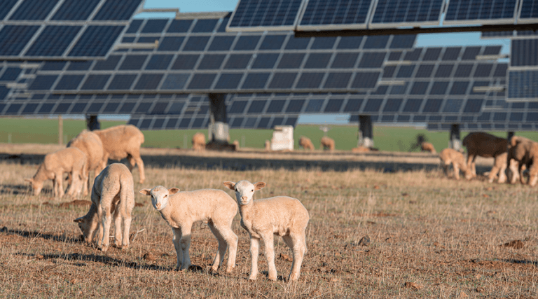 Grazing Sheep on Solar Farms: Benefits & Conditions | Stay-Tuff