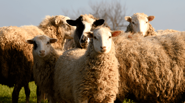Grazing Sheep on Solar Farms: Benefits & Conditions | Stay-Tuff