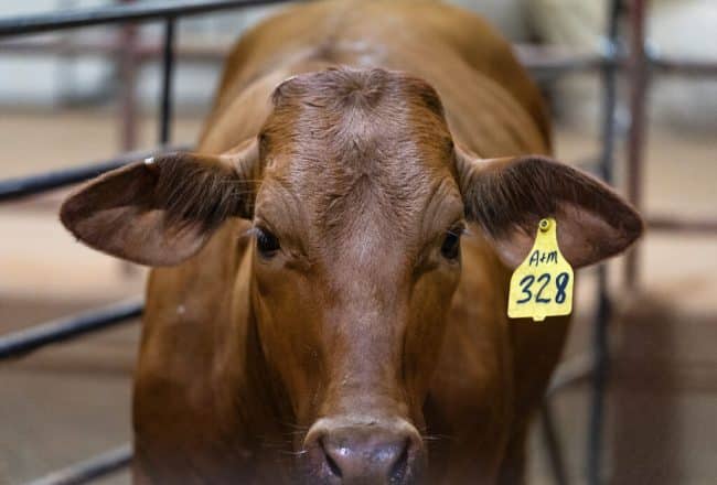 Big Country Beef Conference - Stay Tuff Fence