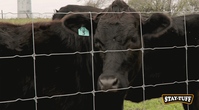 How to Build a Cattle Fence: A Step-By-Step Guide | Stay-Tuff