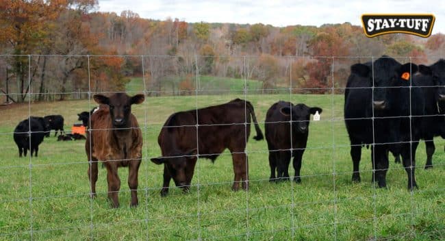How to Build a Cattle Fence: A Step-By-Step Guide | Stay-Tuff