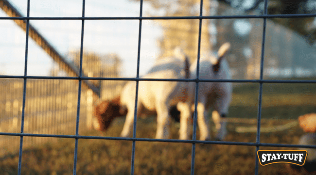 How to build a temporary goat fence - Stay Tuff Fence